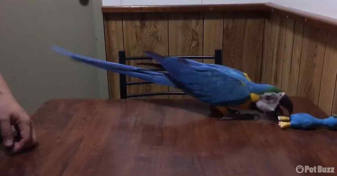 Get Ready to Be Captivated by the Blue Macaw and Her Unbreakable Bond ...