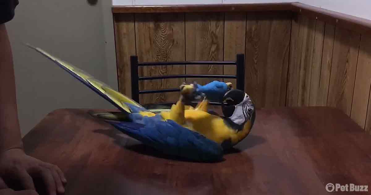 Get Ready to Be Captivated by the Blue Macaw and Her Unbreakable Bond ...