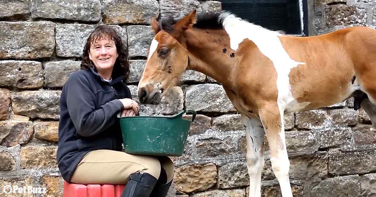 Vinny: The Foal That’s Breaking the Mold in the Equine World – Pet Buzz