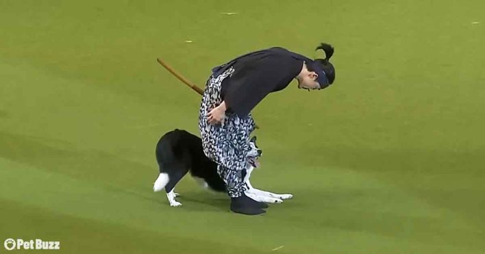 Border Collie Kotetsu Amazes with Japanese-Inspired Heelwork – Pet Buzz