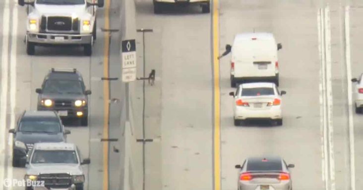 Incredible Video of Nurse Saving Dog’s Life on Freeway – Pet Buzz