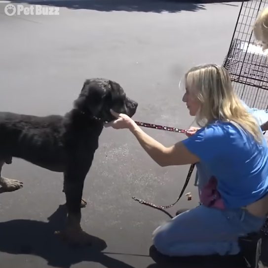 Sick stray dog is rescued and transforms into a pretty puppy - Pet Buzz