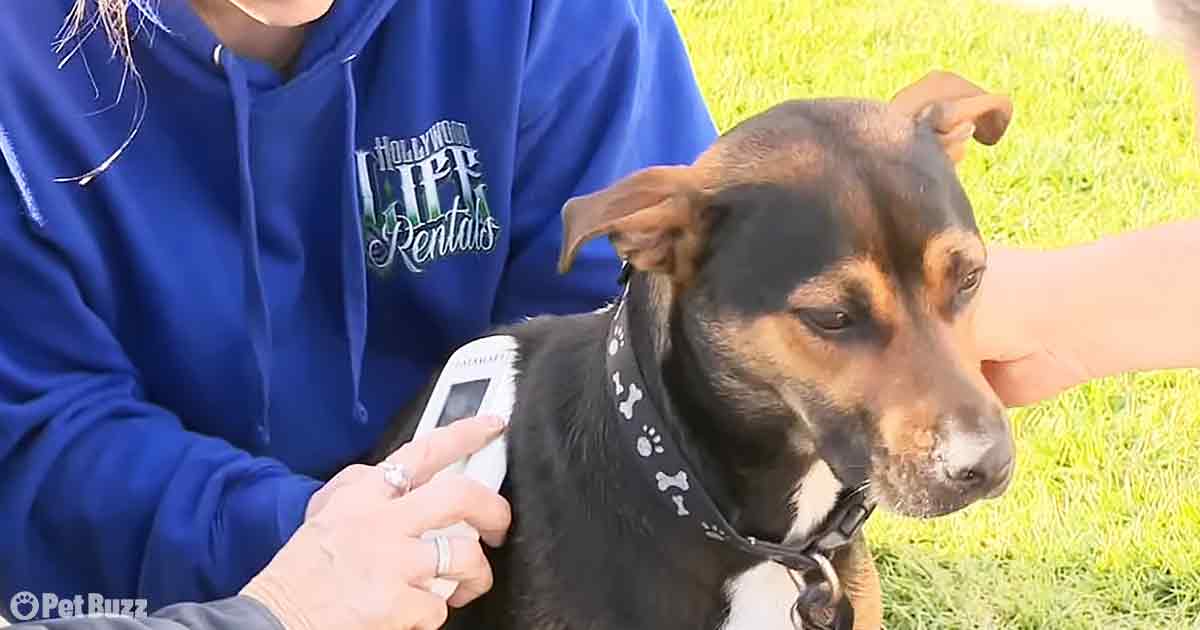 Incredible Video of Nurse Saving Dog’s Life on Freeway – Pet Buzz