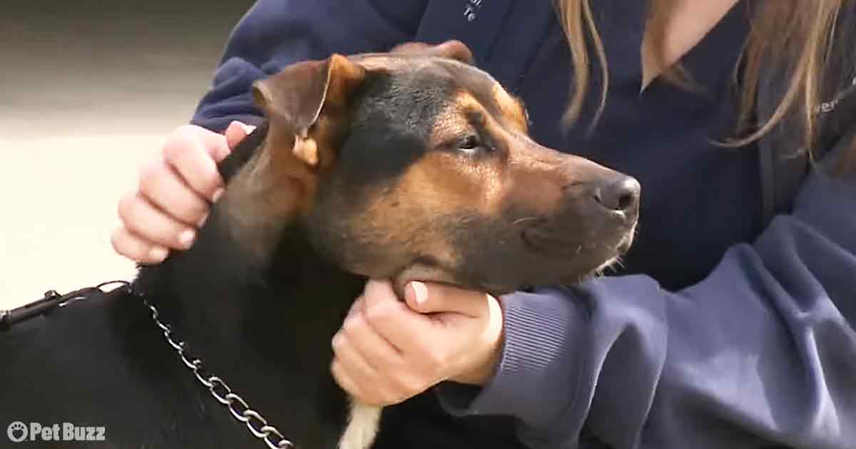 Incredible Video of Nurse Saving Dog’s Life on Freeway – Pet Buzz