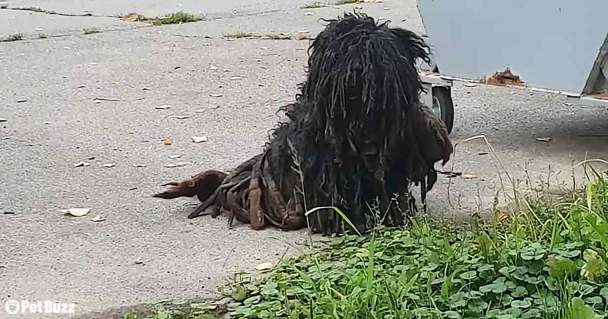 Amazing rescue and transformation of stray Puli dog - Pet Buzz