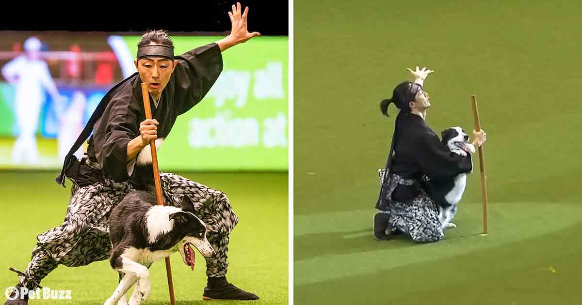 Border Collie Kotetsu Amazes with Japanese-Inspired Heelwork – Pet Buzz