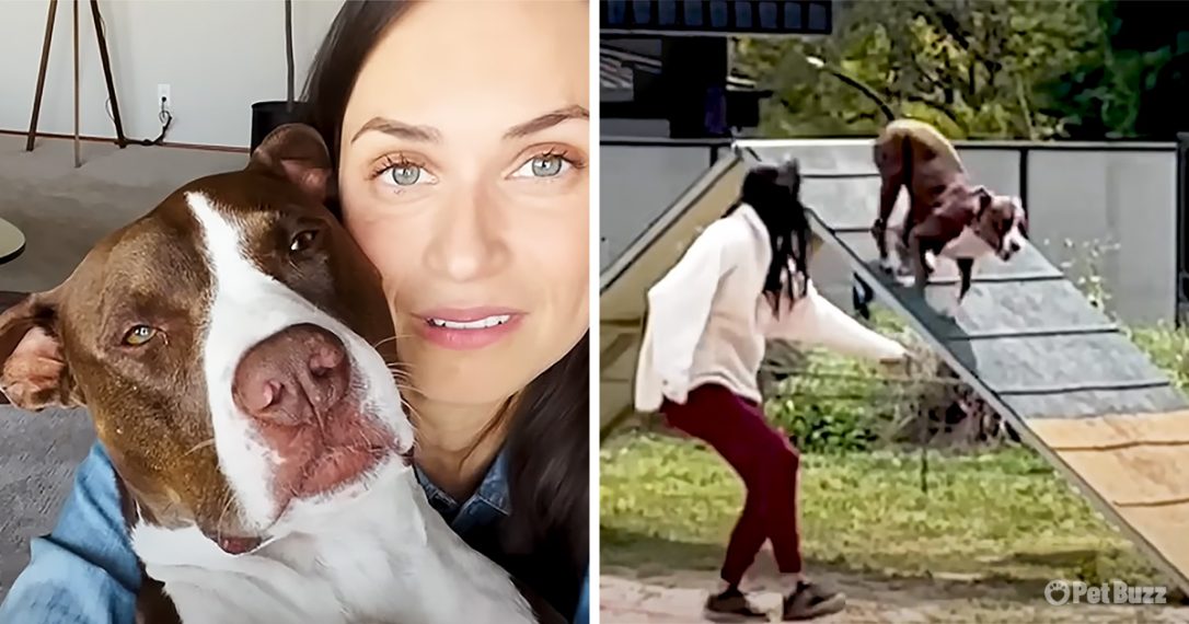 Pittie, kicked out of dog park, does the most remarkable thing – Pet Buzz