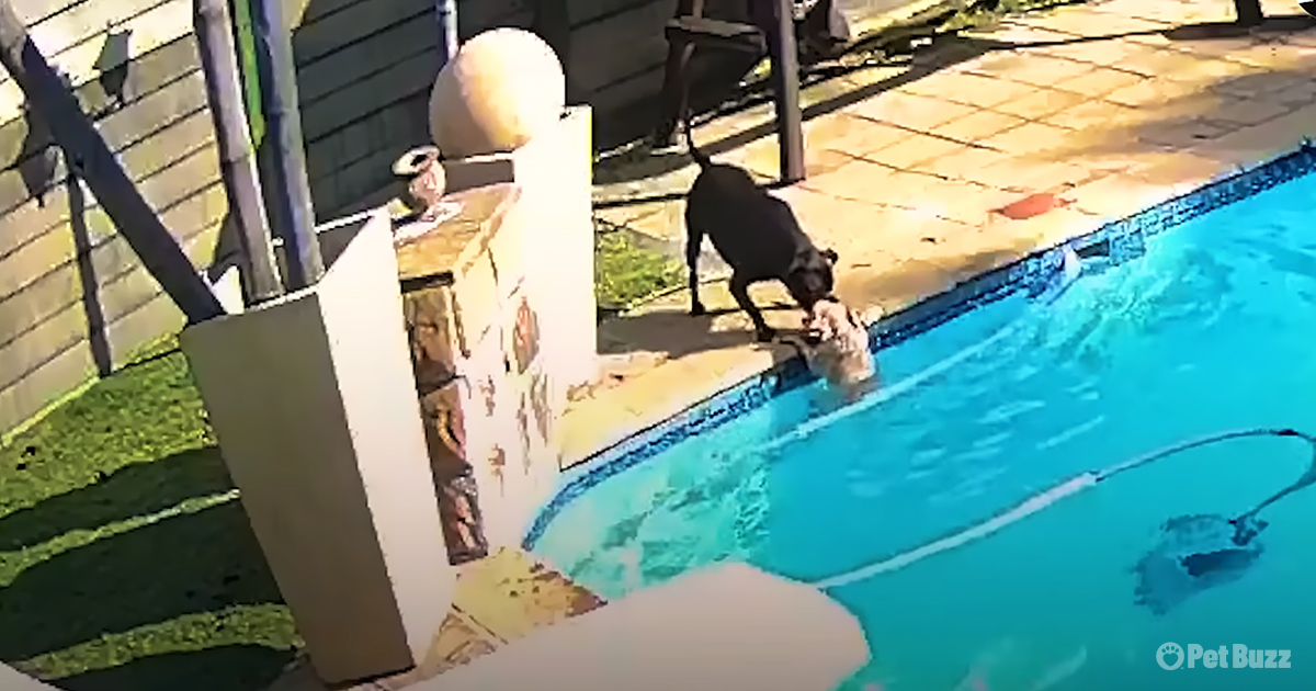 Rescue dog saves his tiny friend from drowning in a pool – Pet Buzz