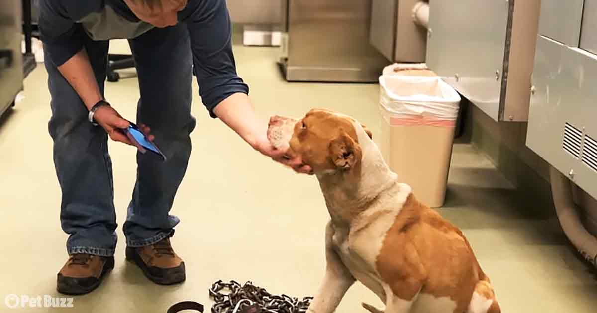 Tragic Story of the Chained Dog and Her Inspiring Rescue – Pet Buzz
