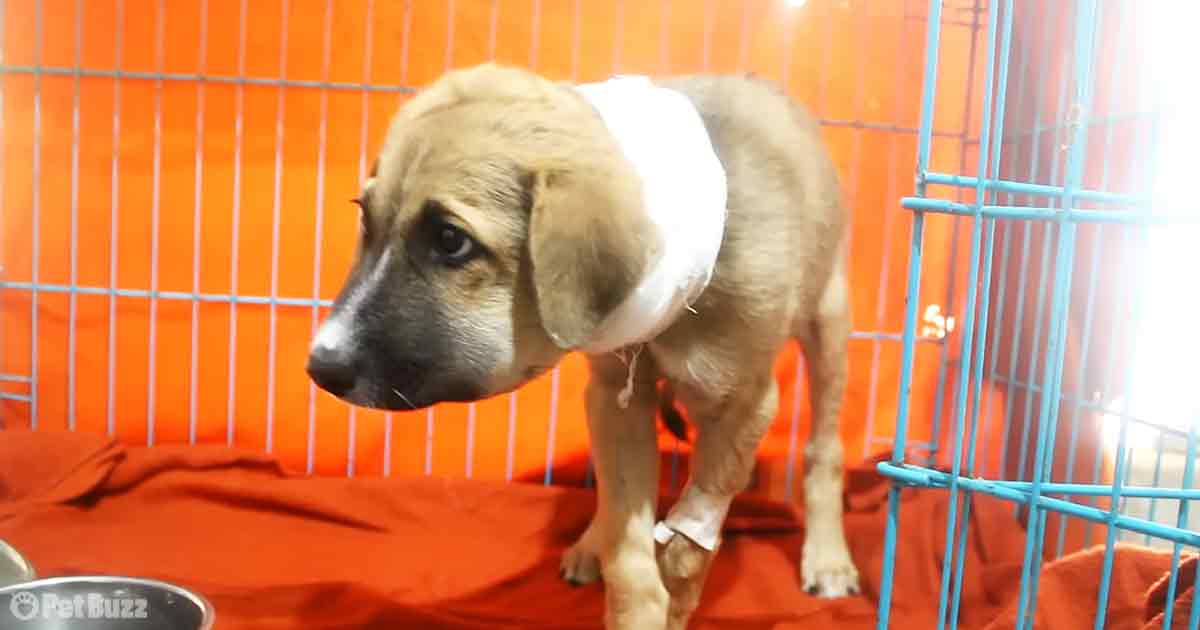 Wounded puppy’s resilience will move you to tears – Pet Buzz
