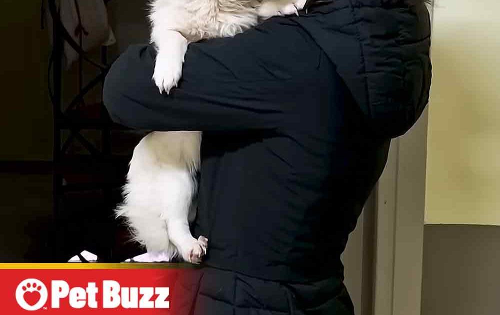 The Journey of a Rescued Shivering Pup to a Happier Life - Pet Buzz
