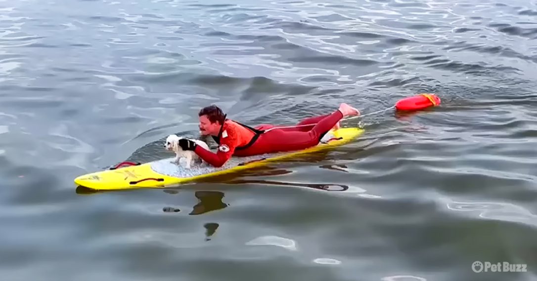 Lifeguard’s Daring Rescue Saves Tiny Pup from Ocean’s Grip – Pet Buzz