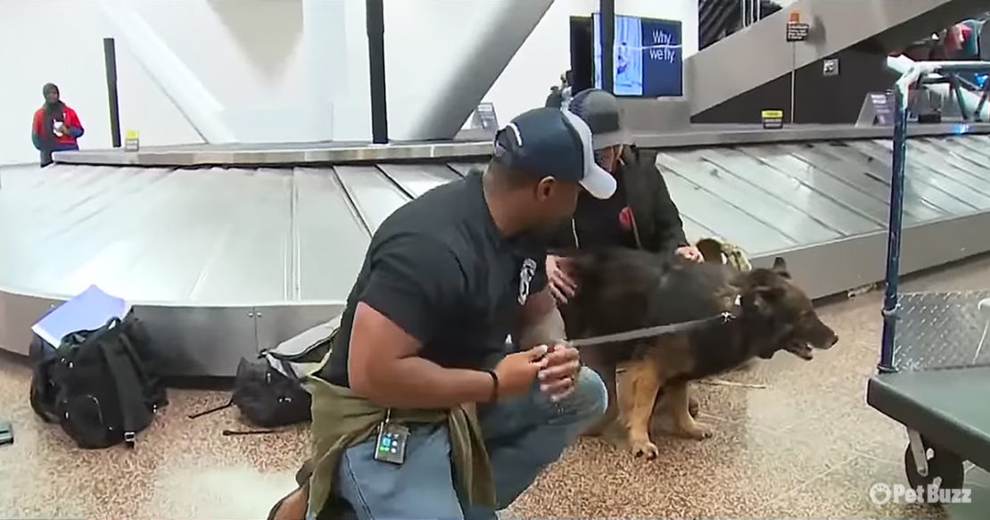 Military Dog Turns to Pup when Reunited with Old Handler – Pet Buzz