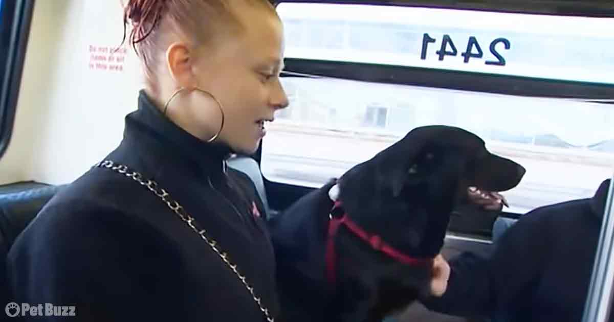 Dog Commuter Steals Hearts with Her Daily Bus Rides – Pet Buzz