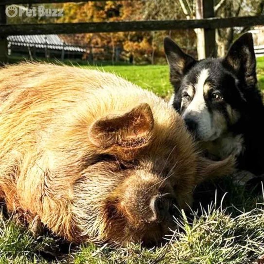 Adorable Farm Dog Can’t Believe How Big His Pig Pups Got – Pet Buzz