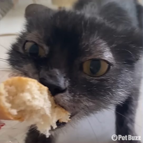 Cat with a food obsession will do anything to steal bread – Pet Buzz