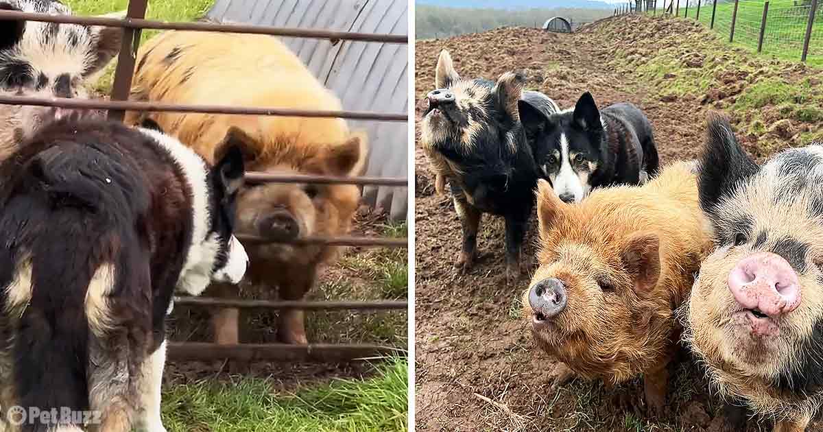 Adorable Farm Dog Can’t Believe How Big His Pig Pups Got - Pet Buzz