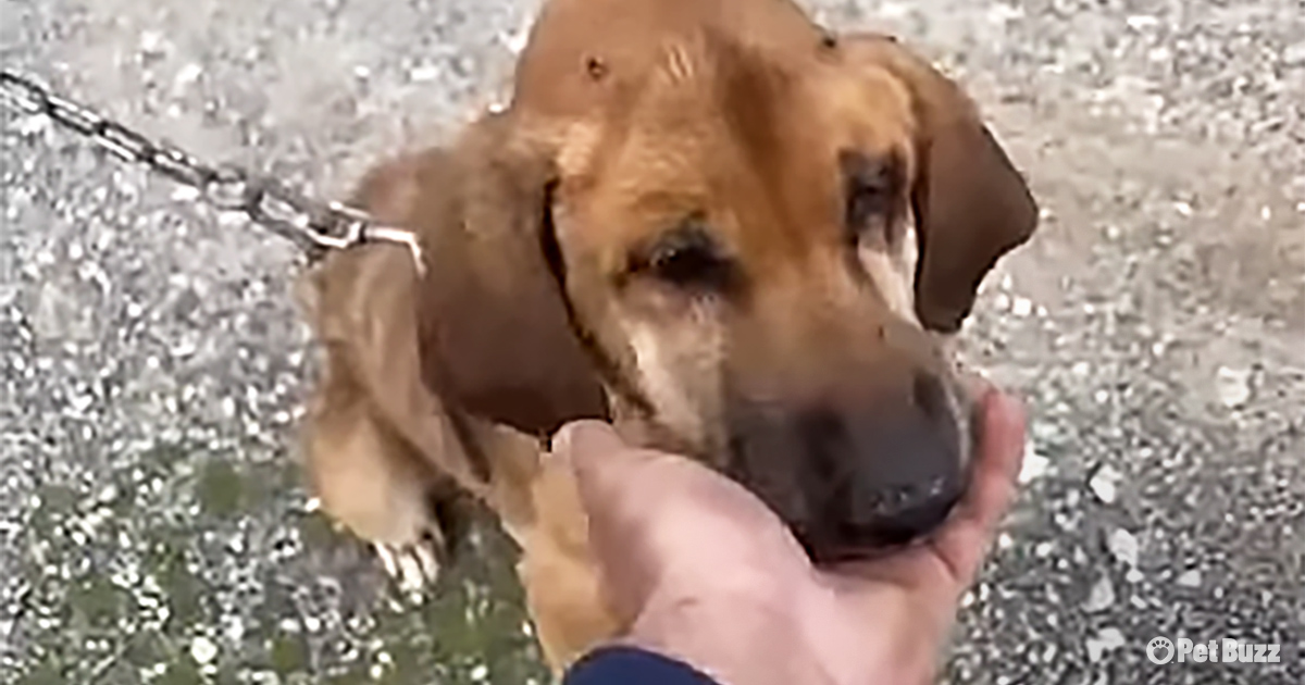 Unchained: Dog’s Incredible 19-Year Struggle for Freedom - Pet Buzz