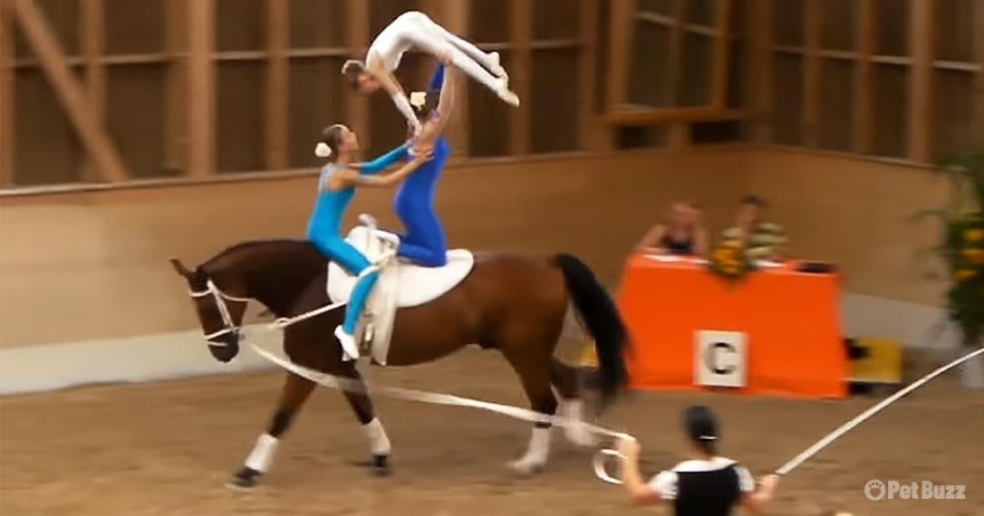 7 Gymnasts Amaze Crowd with Breathtaking Horse Riding Stunts – Pet Buzz