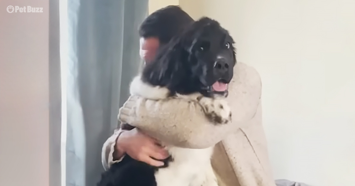 Animal Hero Receives Life-Changing Newfoundland Dog Gift - Pet Buzz
