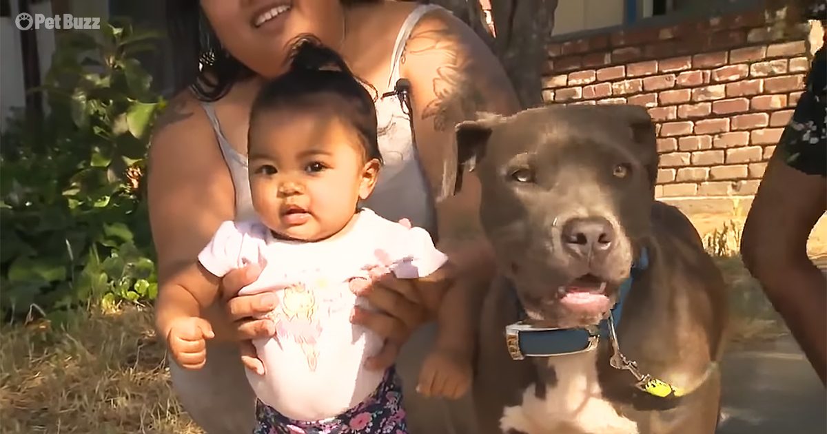 Brave Pit Bull Saves Baby From Burning House – Pet Buzz