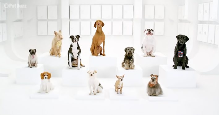 Canine Stars Perform Epic Star Wars Bark-estra – Pet Buzz