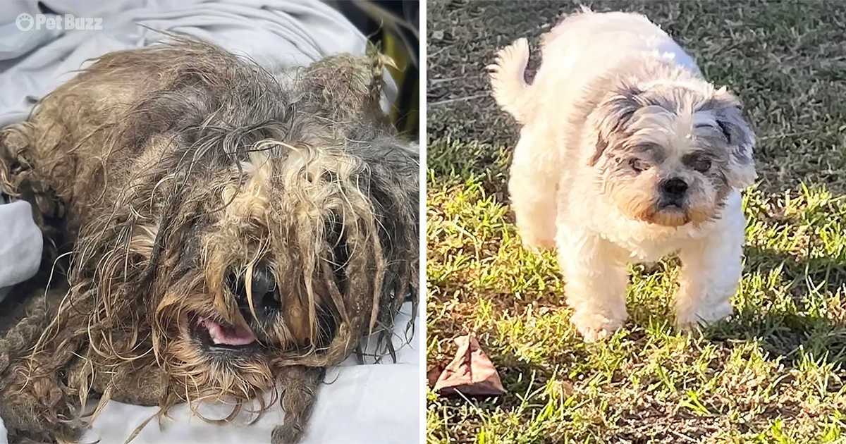 Unforgettable Rescue: Dog Found After 3 Years of Being Forgotten - Pet Buzz