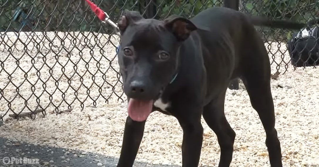 Pitbull Left Behind: From Saddest Eyes to Happiest Heart – Pet Buzz