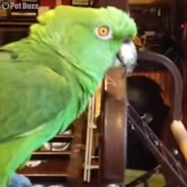 ‘Margaritaville’ sung by hilarious parrot will move you to tears – Pet Buzz