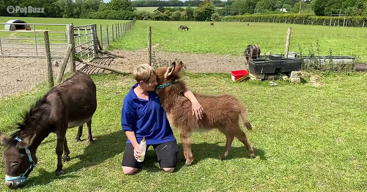 This Lost Baby Donkey’s Return to Mother Will Melt Your Heart – Pet Buzz