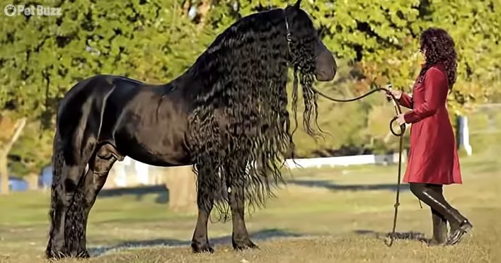 Behold Frederik: The World’s Most Handsome Stallion - Pet Buzz
