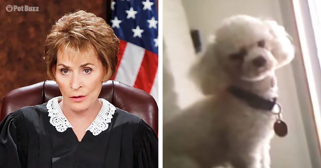 Judge Judy Releases Stolen Dog in Courtroom to Identify True Owner ...