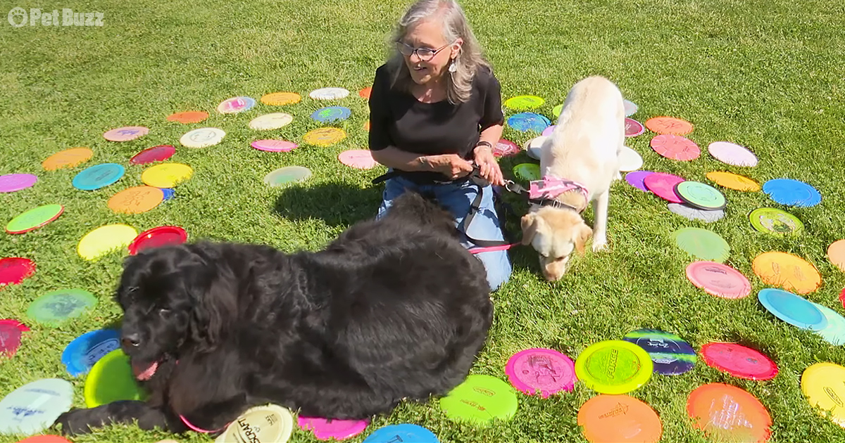 Labrador Transforms Disc Hunt Into Shelter Lifeline – Pet Buzz