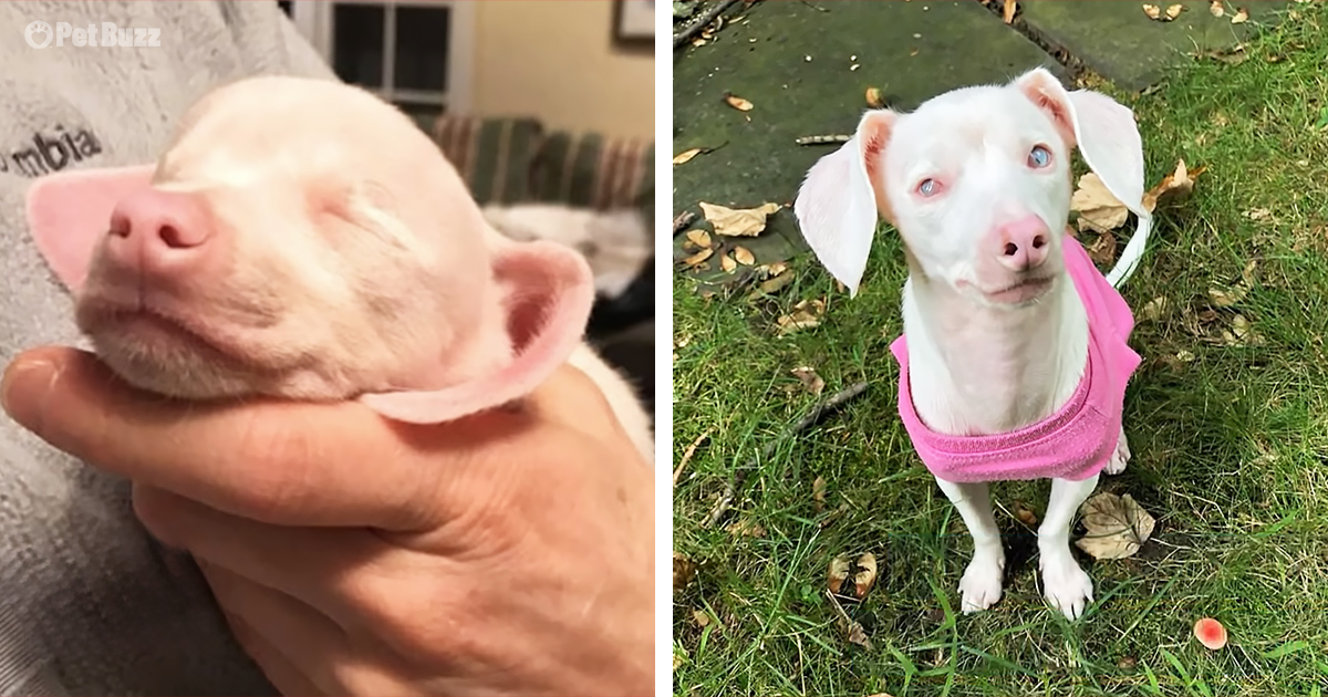 Pink Pup Overcomes Blindness and Deafness, Transforms Kids’ Lives – Pet ...