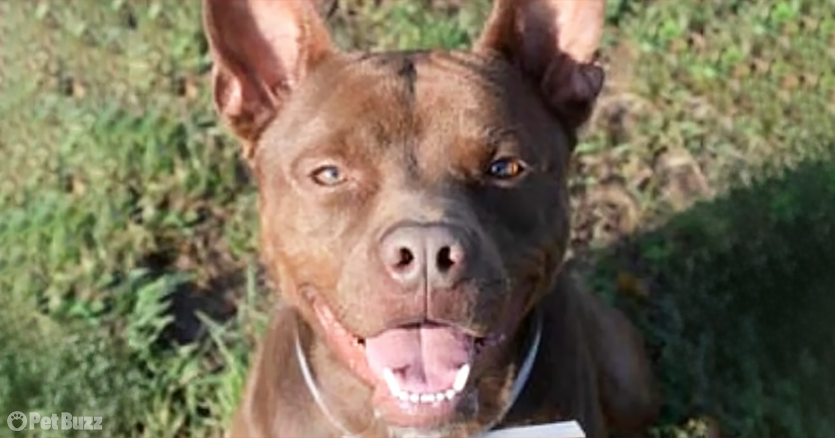 Pitbull Left Behind: From Saddest Eyes to Happiest Heart – Pet Buzz