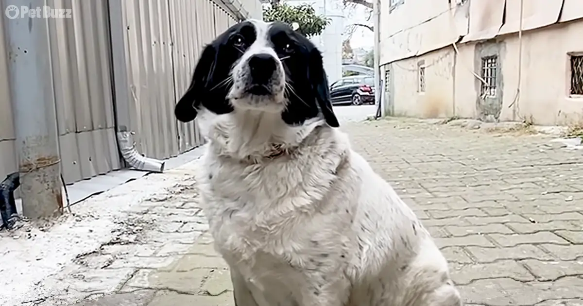 Stray Dog’s Selfless Duty Guarding Kids on Street - Pet Buzz