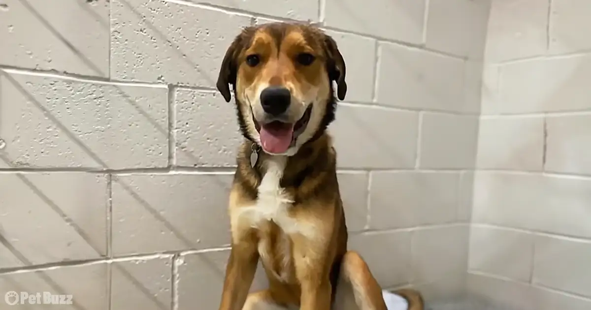Animal shelter gets late-night visit and it’s a face they’re happy to ...