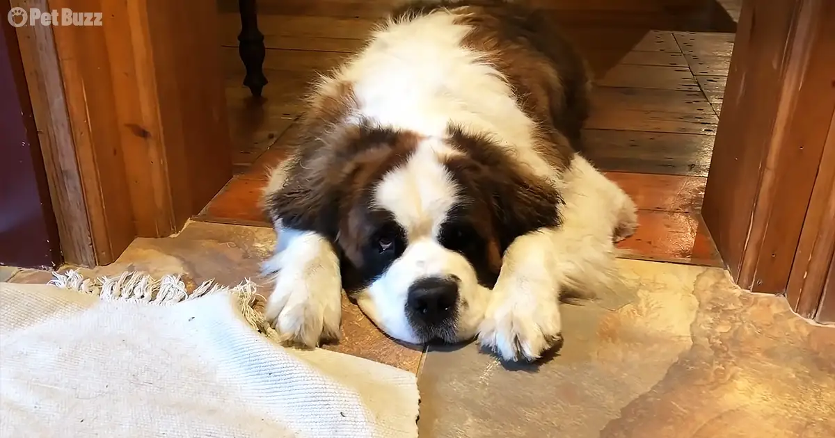 Massive Dog Experiences Comforts of First Ever Home – Pet Buzz