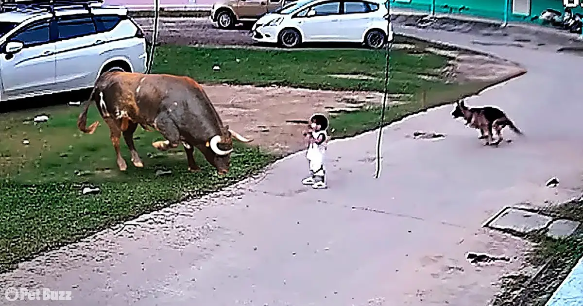Heroic dog risks everything to shield endangered little girl – Pet Buzz