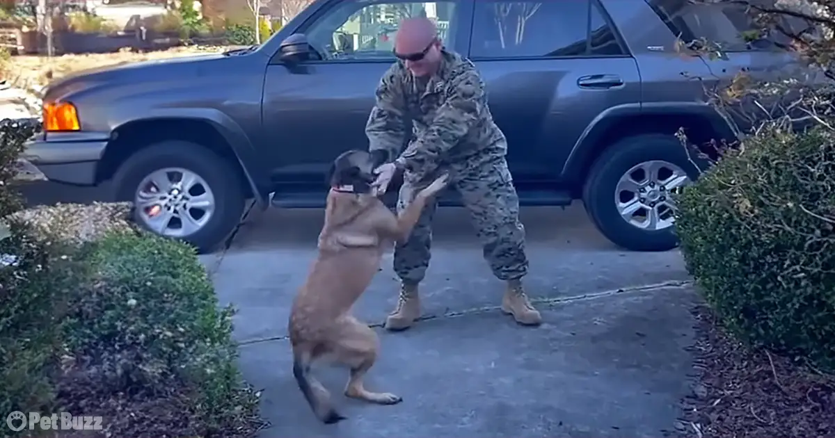 After countless ‘dog moments’ pup joyously reunites with soldier dad ...