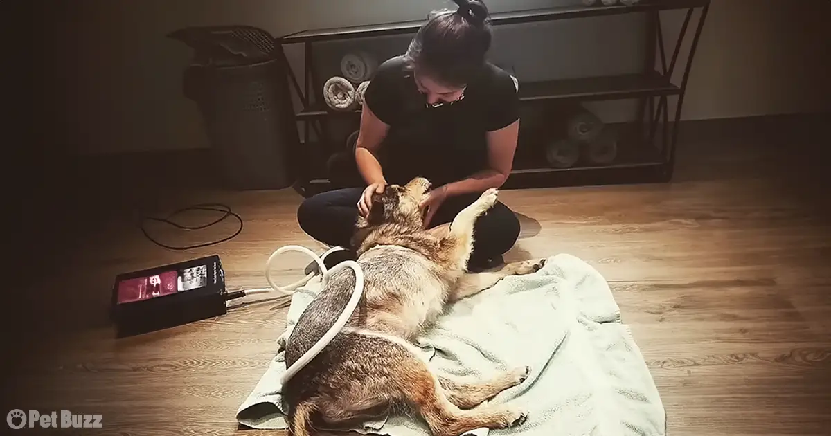 Aged dog’s solemn gaze seeks a compassionate ‘savior’ - Pet Buzz