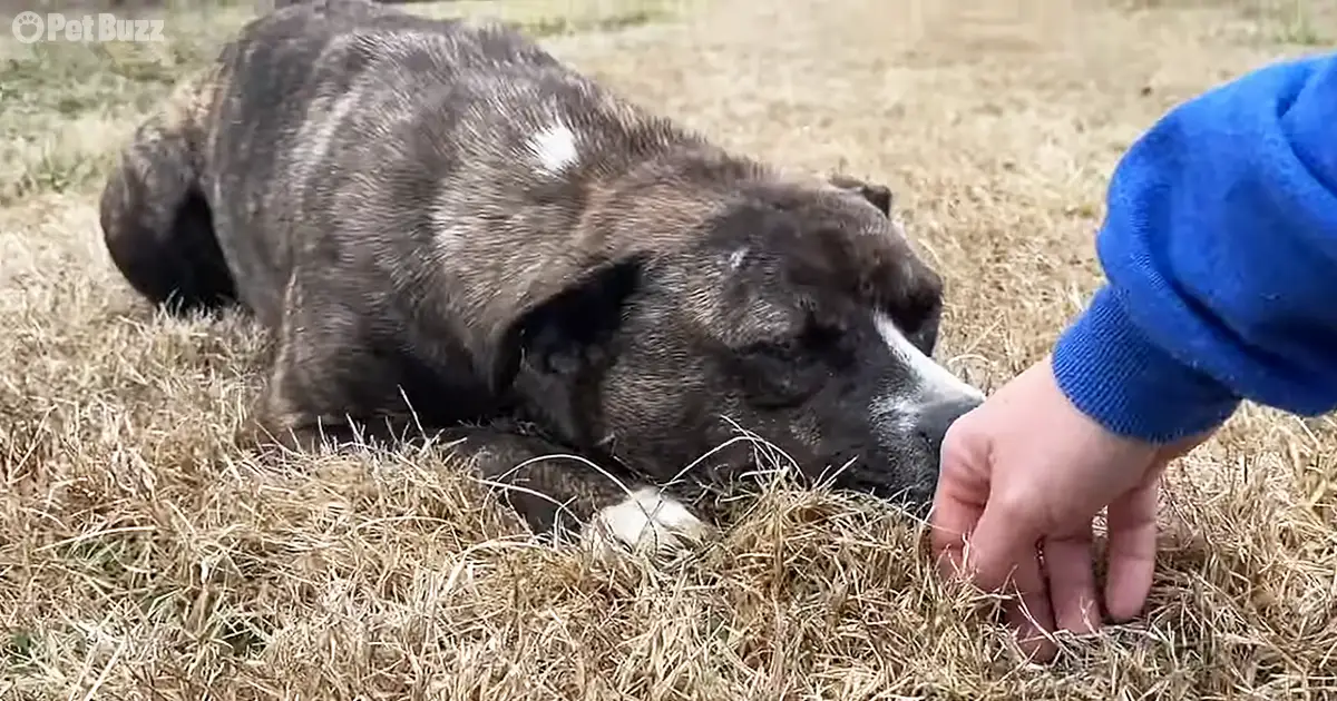 Loving woman saves drenched stray dog and receives the sweetest gesture ...