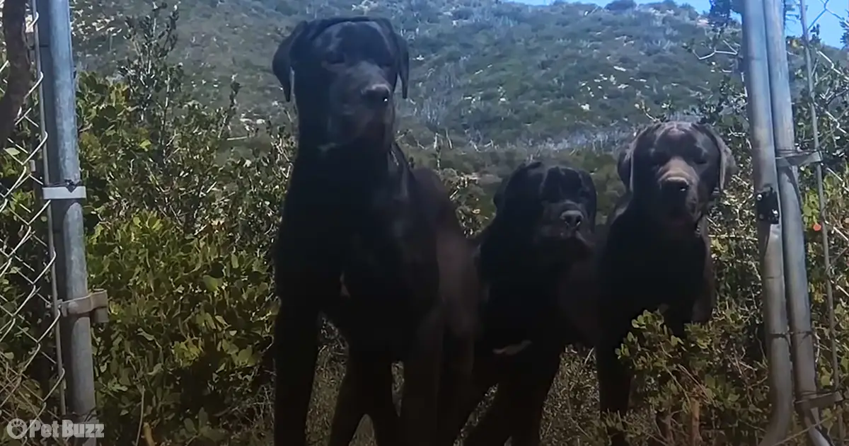 Woman discovers trio of abandoned giant Cane Corsos and commits to ...