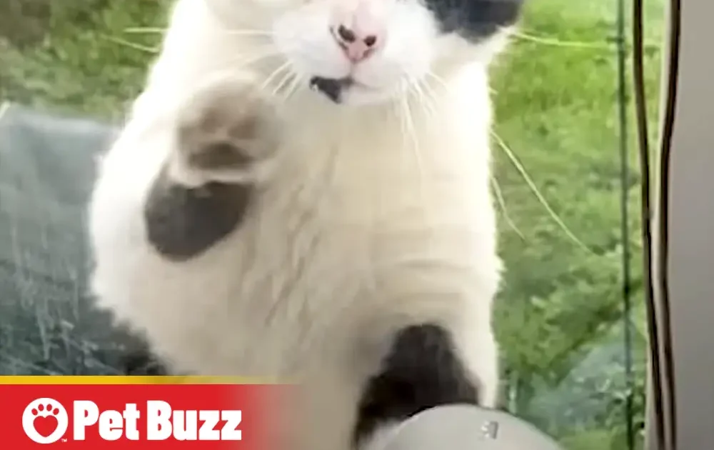 Cat tugs on heartstrings pawing window asking to be lovingly adopted ...