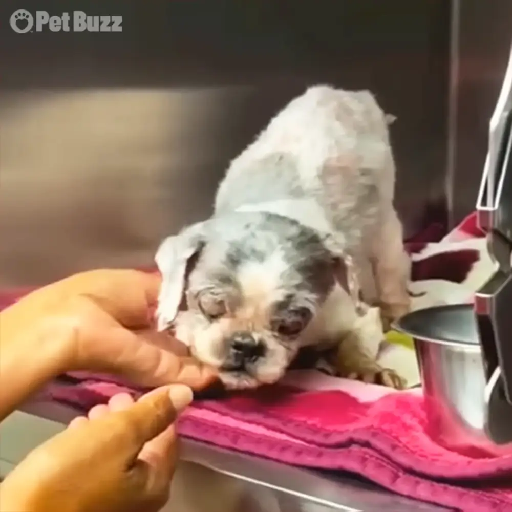 Dog goes missing after his owner passed away and rescuers find him 3 ...