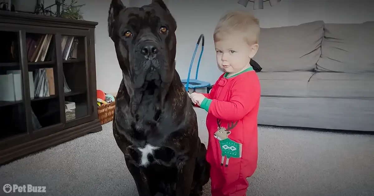 Baby and his 125-pound dog are home security you never knew you needed ...