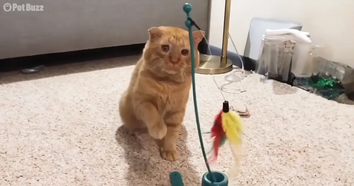 Bruce Willis the cat beams after finding forever home – Pet Buzz