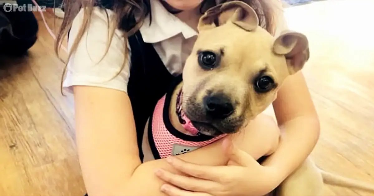 Rescue pup wins hearts showing off her adorable ‘cinnamon roll’ ears ...