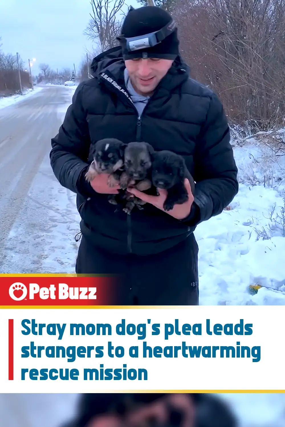 Stray mom dog’s plea leads strangers to a heartwarming rescue mission ...