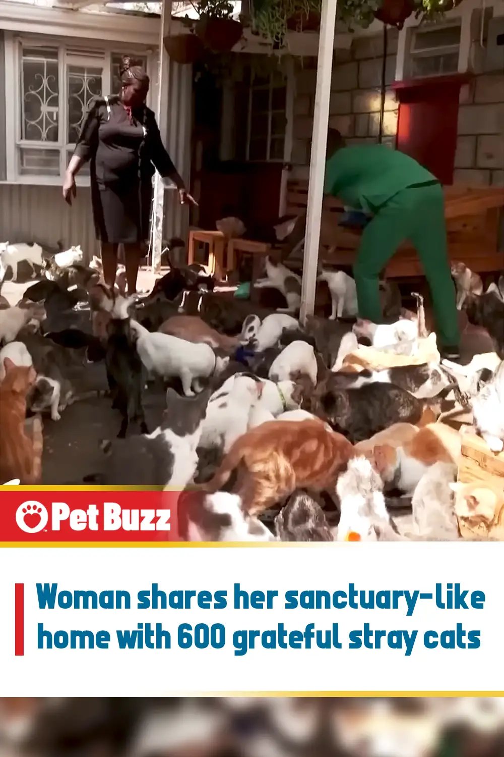 Woman shares her sanctuary-like home with 600 grateful stray cats - Pet ...